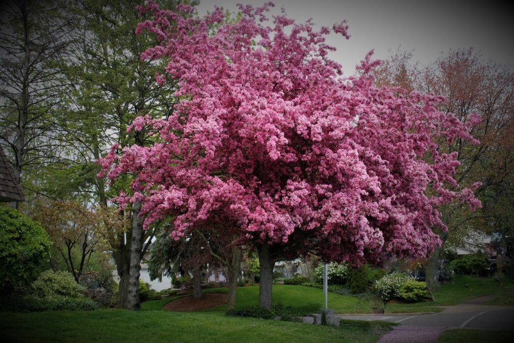 A Tree Grows In Oakville - Pencils and Popcans